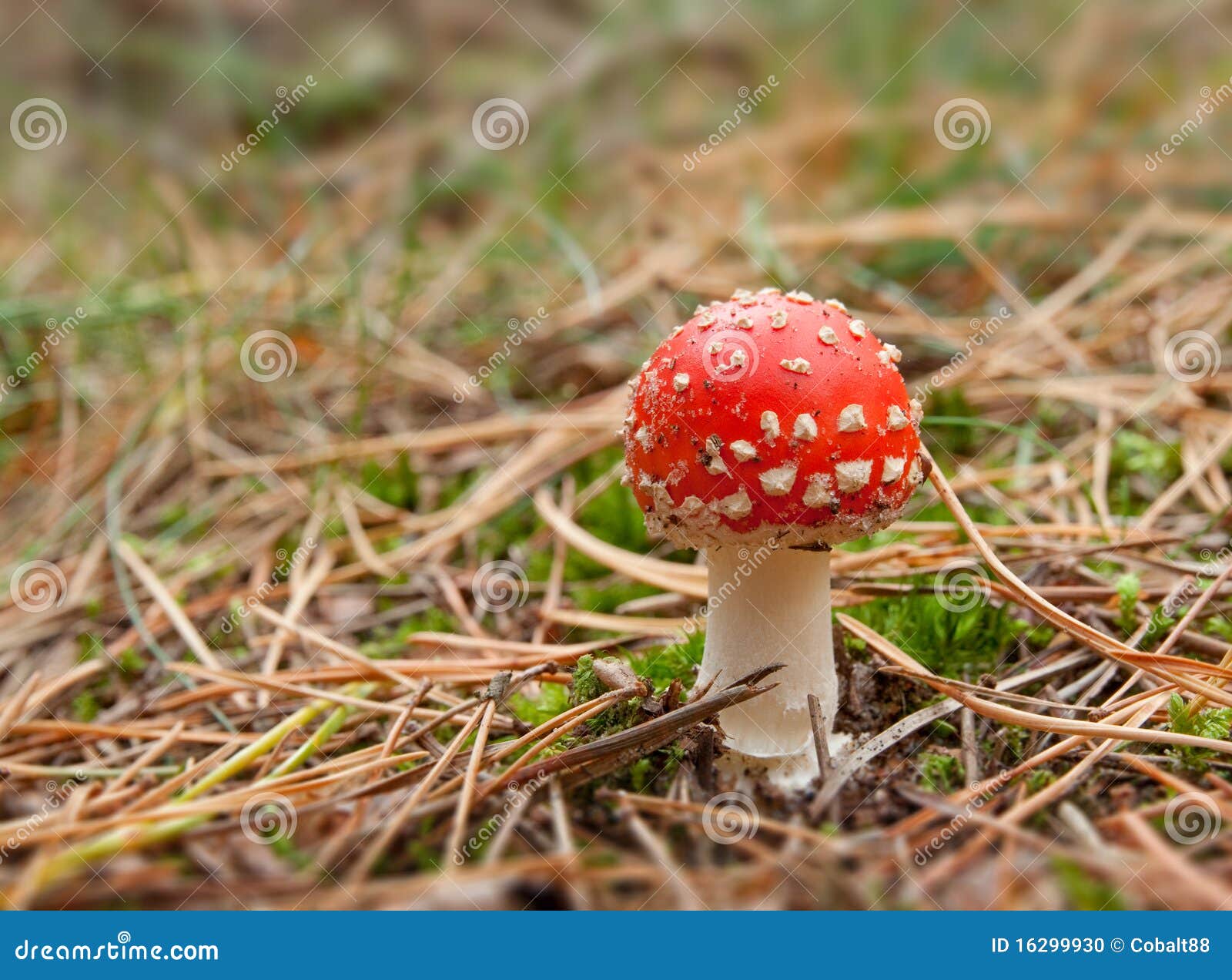 Toadstool mushroom stock photo. Image of poison, toadstool - 16299930