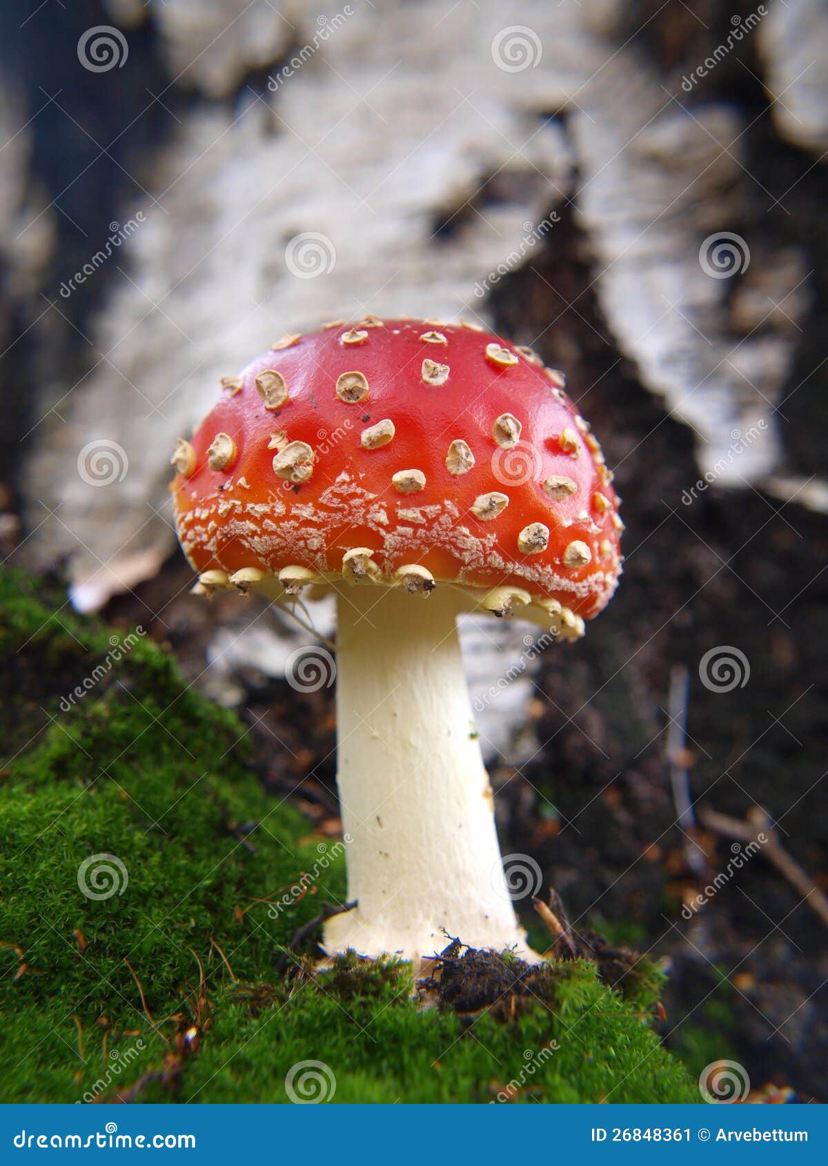 Toadstool mushroom stock image. Image of toadstool, fall - 26848361