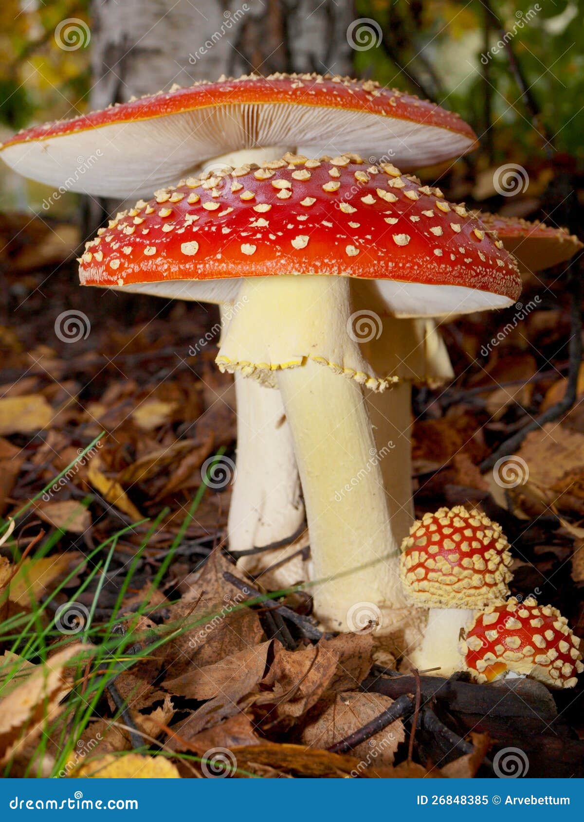 Toadstool mushroom stock image. Image of brown, spot - 26848385