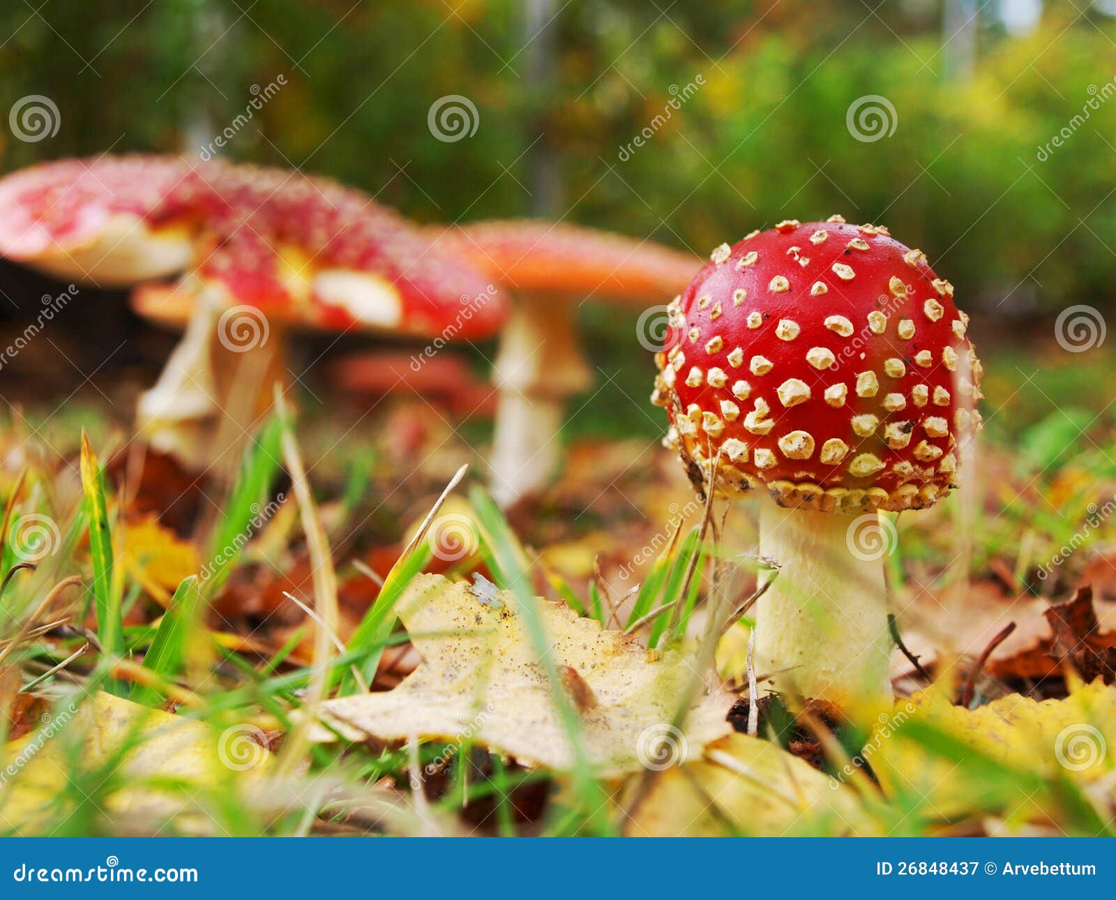 Toadstool mushroom stock image. Image of agaric, mushroom - 26848437