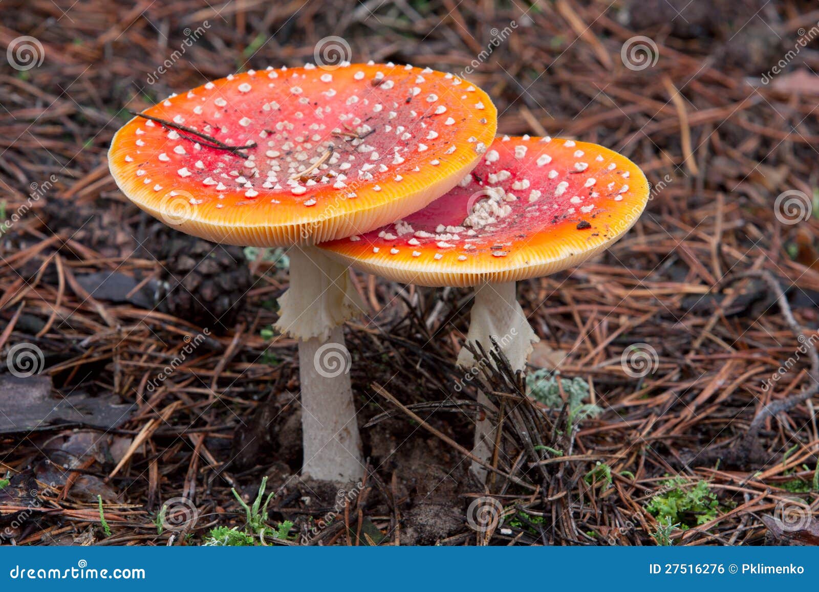 Red Toadstool Mushroom In A Dark Forest. Stock Photo | CartoonDealer ...