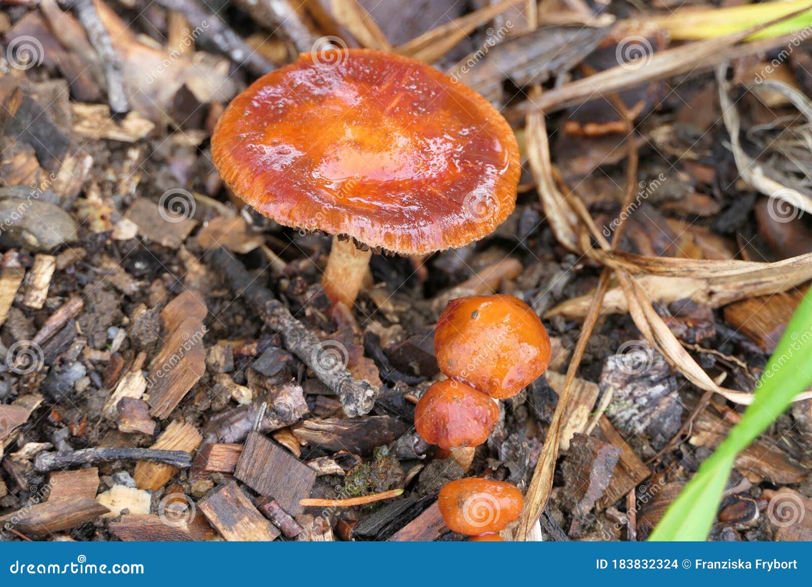 Toadstool or Mushroom that Beautifies the Forest with Its Orange Color ...