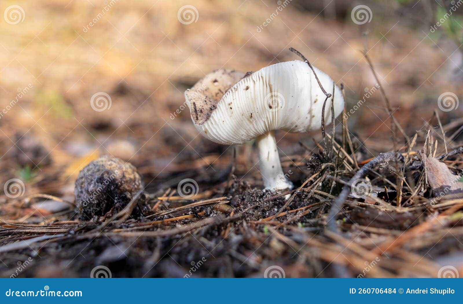 Toadstool Mushroom Grows in the Ground in the Forest. Stock Photo ...