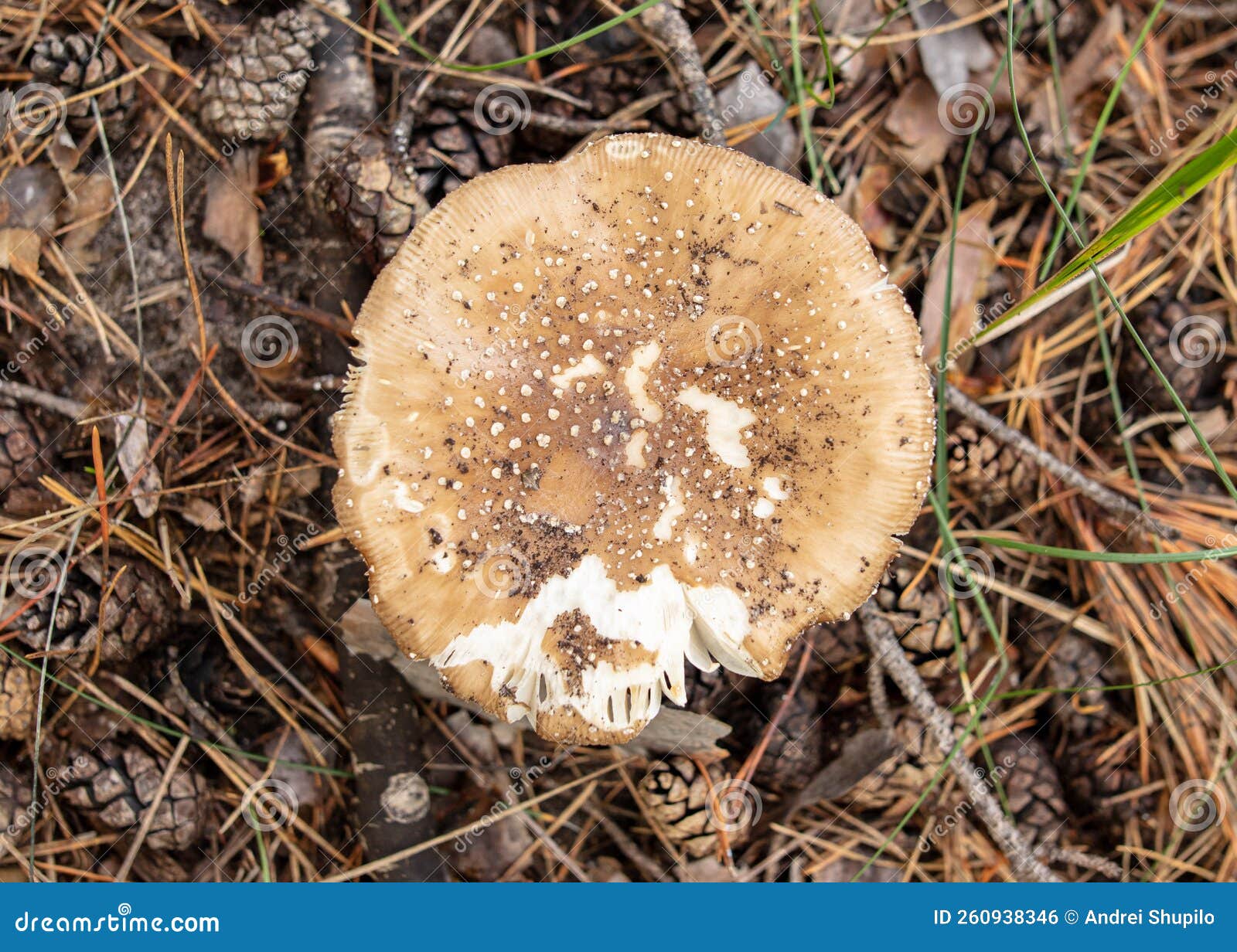 Toadstool Mushroom Grows in the Ground in the Forest. Stock Photo ...