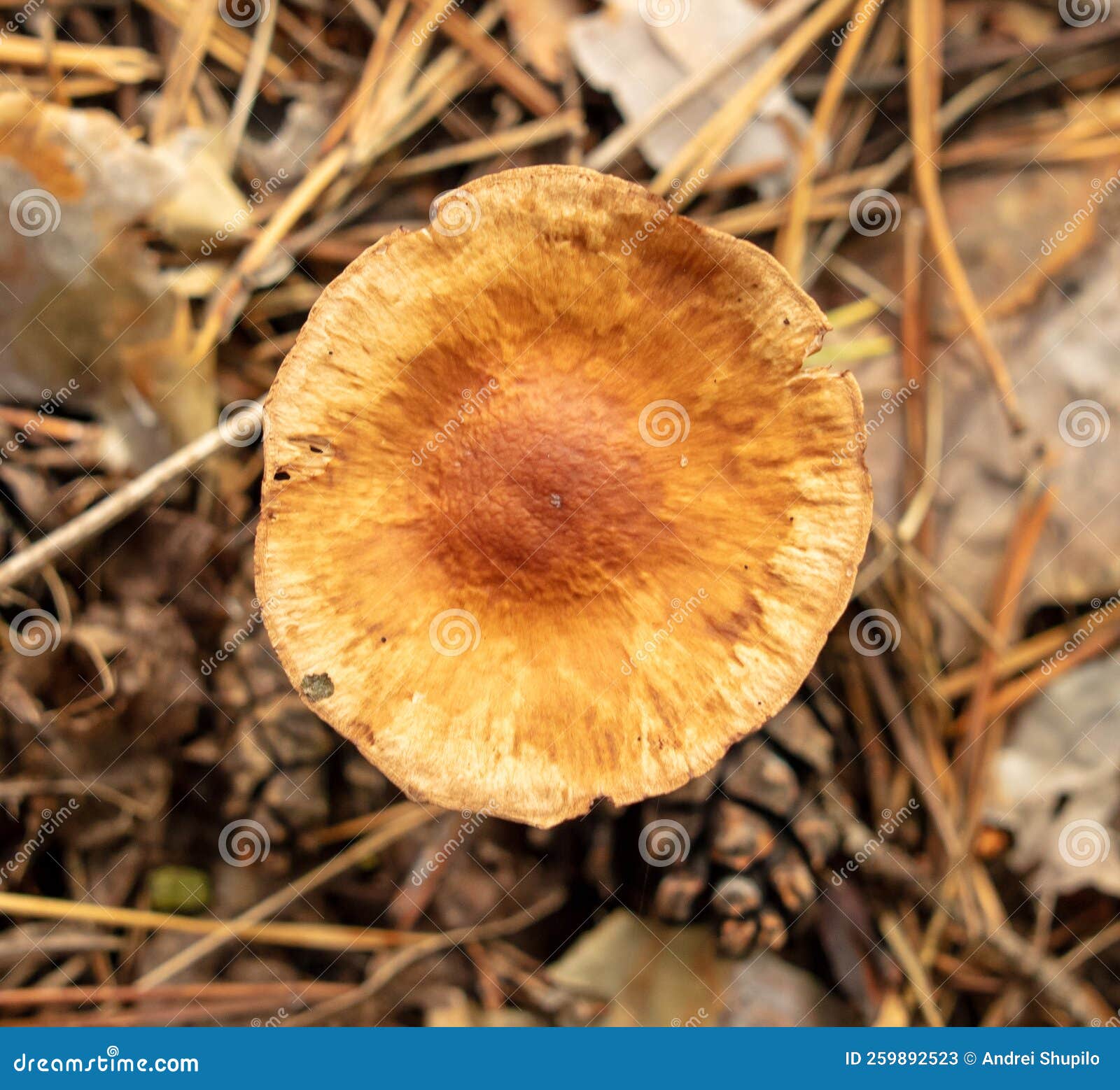 Toadstool Mushroom Grows in the Ground in the Forest. Stock Image ...