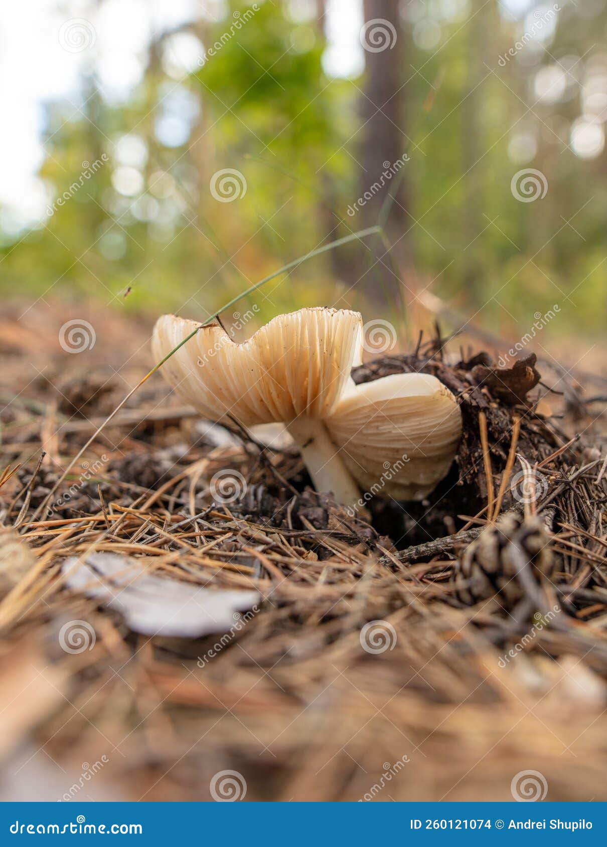 Toadstool Mushroom Grows in the Ground in the Forest. Stock Photo ...