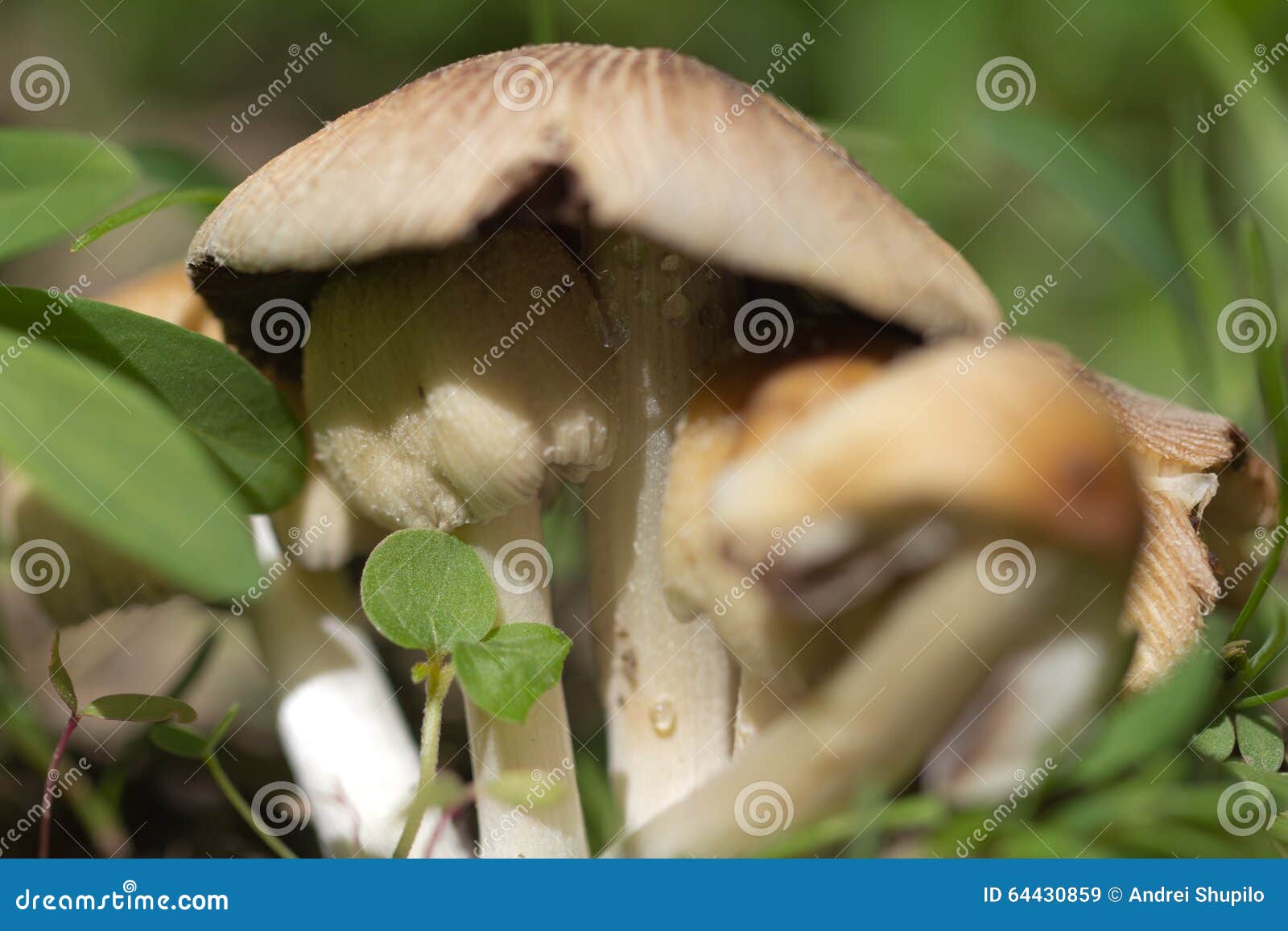 Toadstool mushroom stock image. Image of colorful, daylight - 64430859