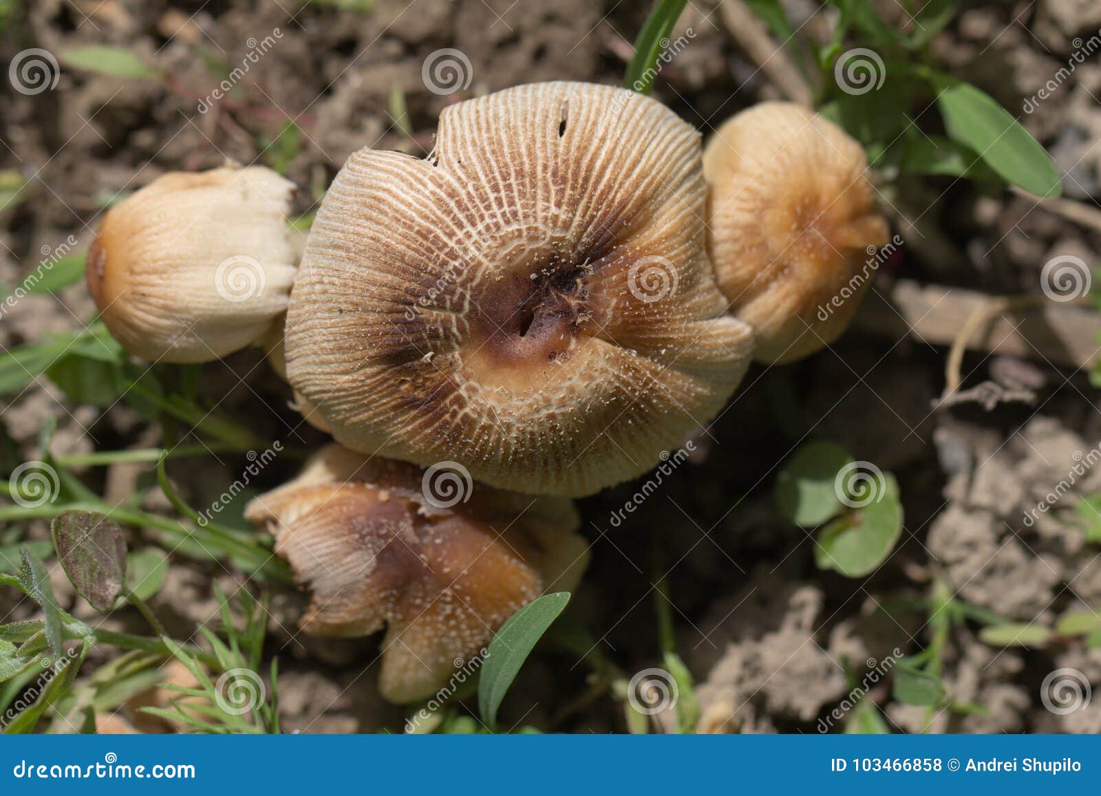 Toadstool Mushroom in Nature Stock Photo - Image of danger, dangerous ...
