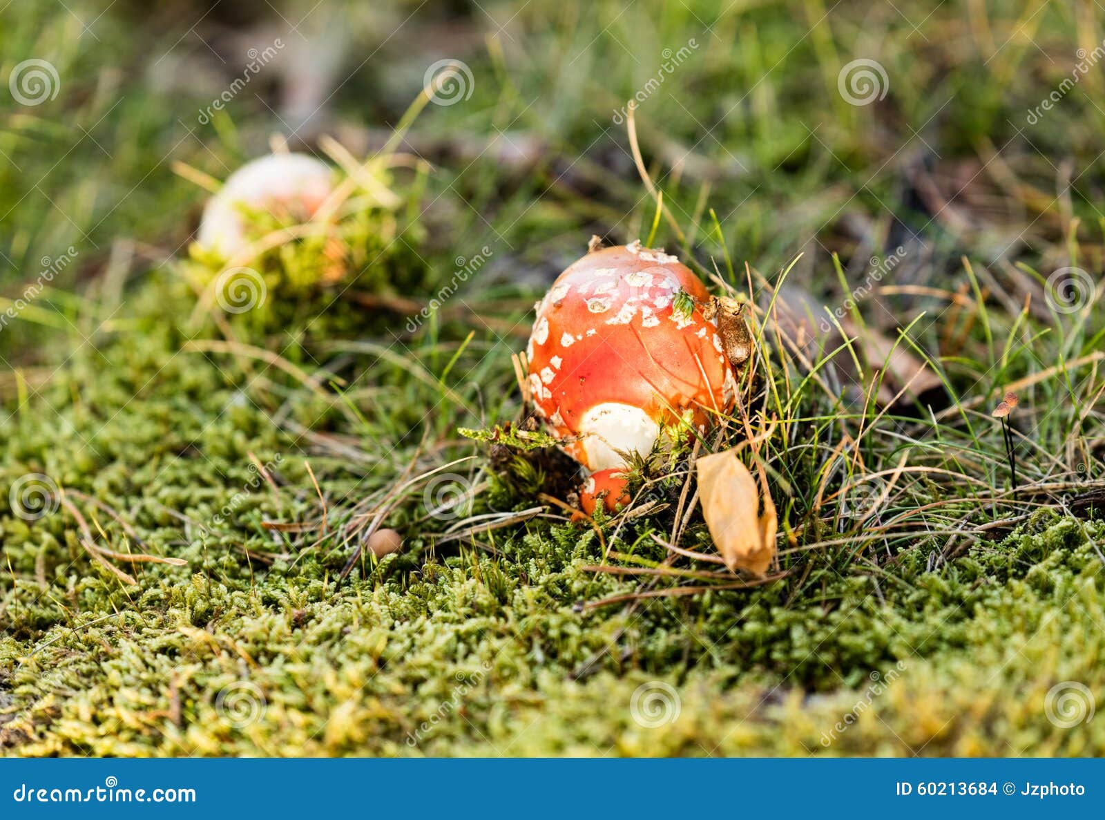 Toadstool mushroom stock photo. Image of fairy, muscaria - 60213684
