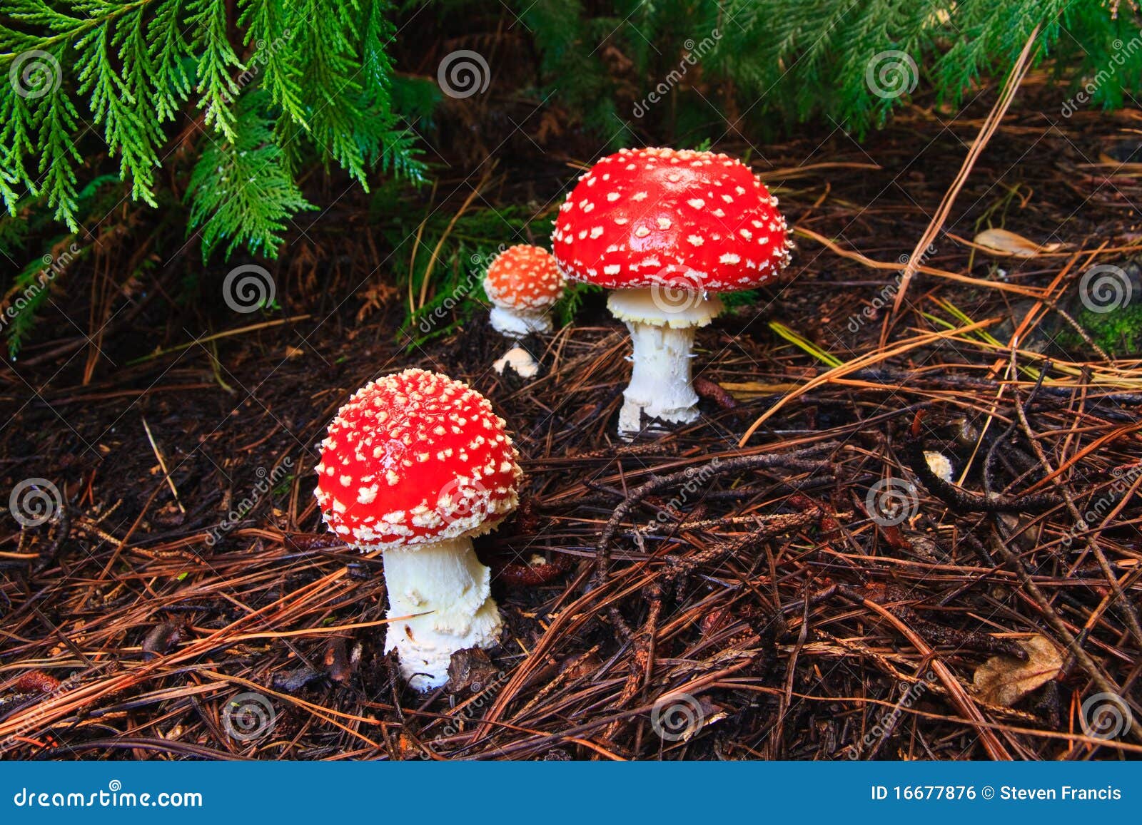 Toadstool Mushrooms stock photo. Image of wild, woodland - 16677876