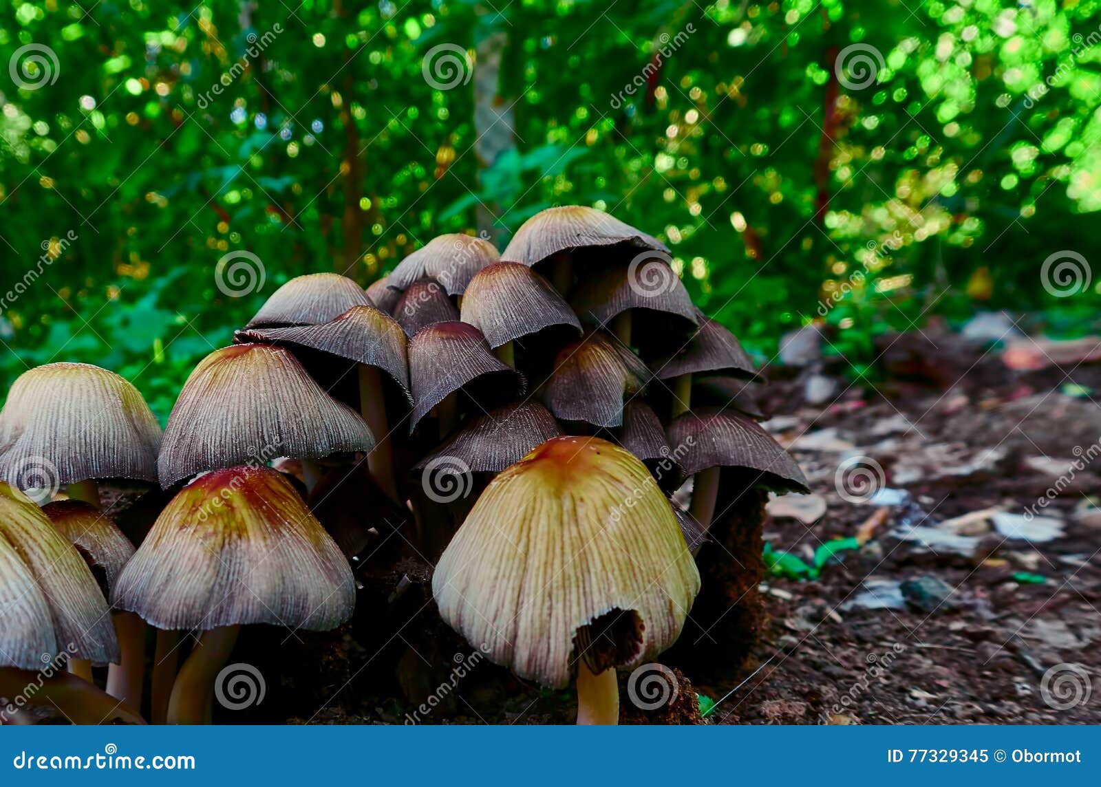 Toadstool Mushrooms on the Ground Stock Image - Image of wild, growing ...