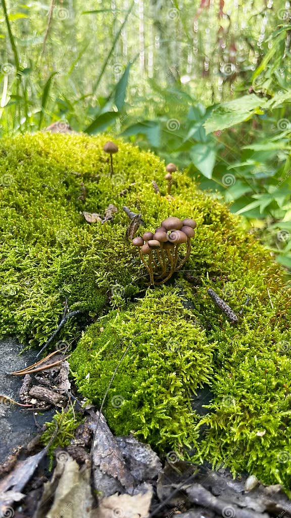 Toadstool Mushrooms Grow on a Tree. Toadstool on the Tree Bark Stock ...