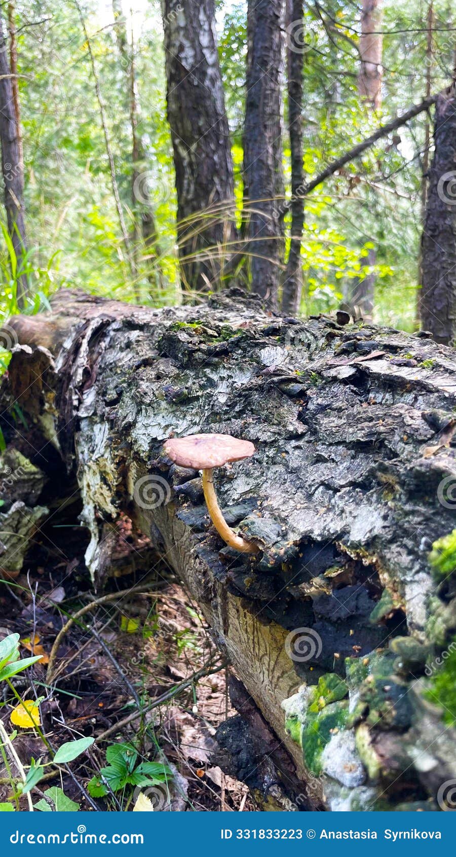 Toadstool Mushrooms Grow on a Tree. Toadstool on the Tree Bark Stock ...