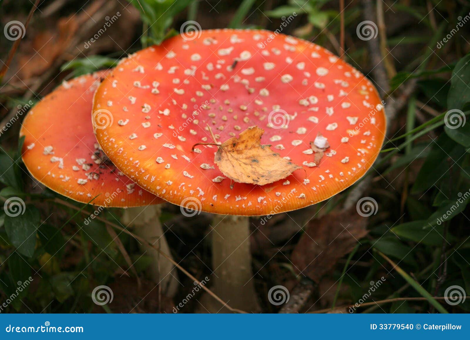 Toadstool Mushrooms with Leaf Stock Photo - Image of nice, deadly: 33779540