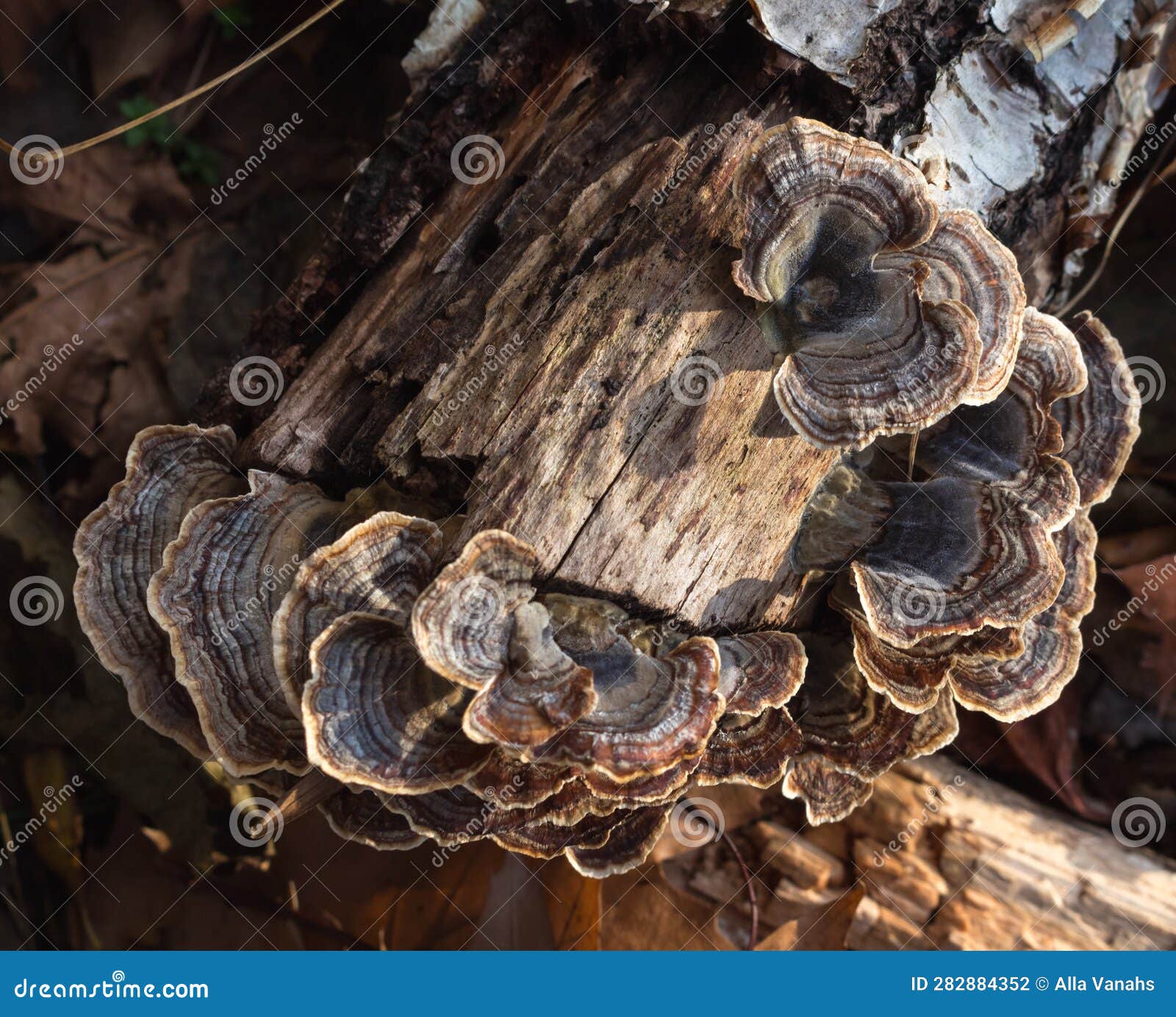 Toadstool Mushrooms on a Tree Stock Photo - Image of mushroom, mycology ...