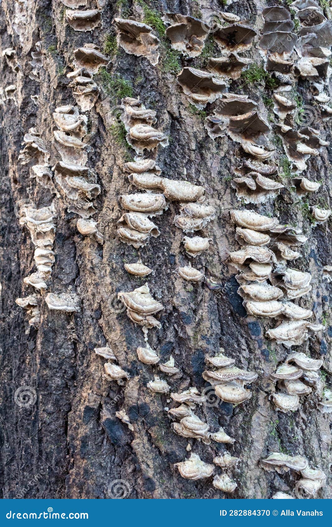 Toadstool Mushrooms on a Tree Stock Photo - Image of growth, tree ...