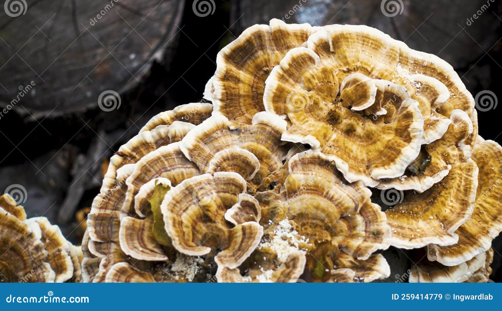 Toadstool Mushrooms on the Trunk of a Fallen Tree. Old Tree Stumps are ...