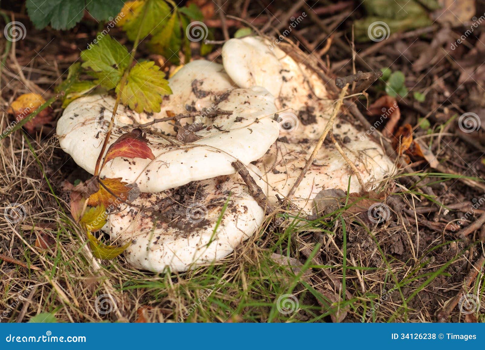 Toadstool stock photo. Image of undergrowth, mushroom - 34126238