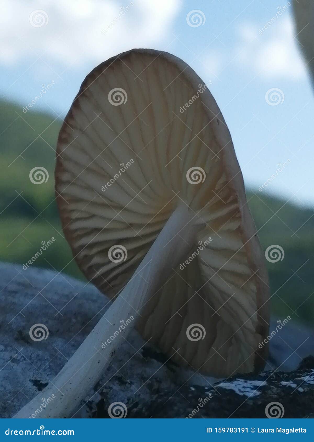 Toadstool.. stock image. Image of beige, river, nature - 159783191