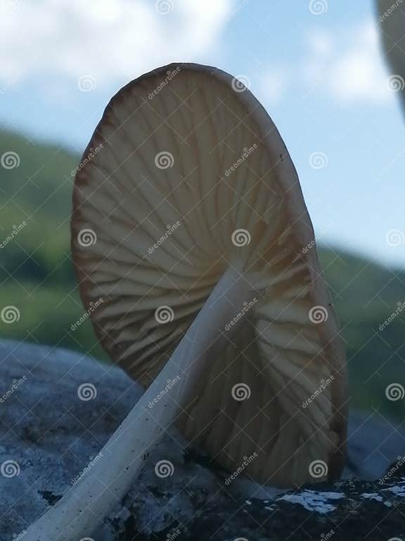 Toadstool.. stock image. Image of beige, river, nature - 159783191
