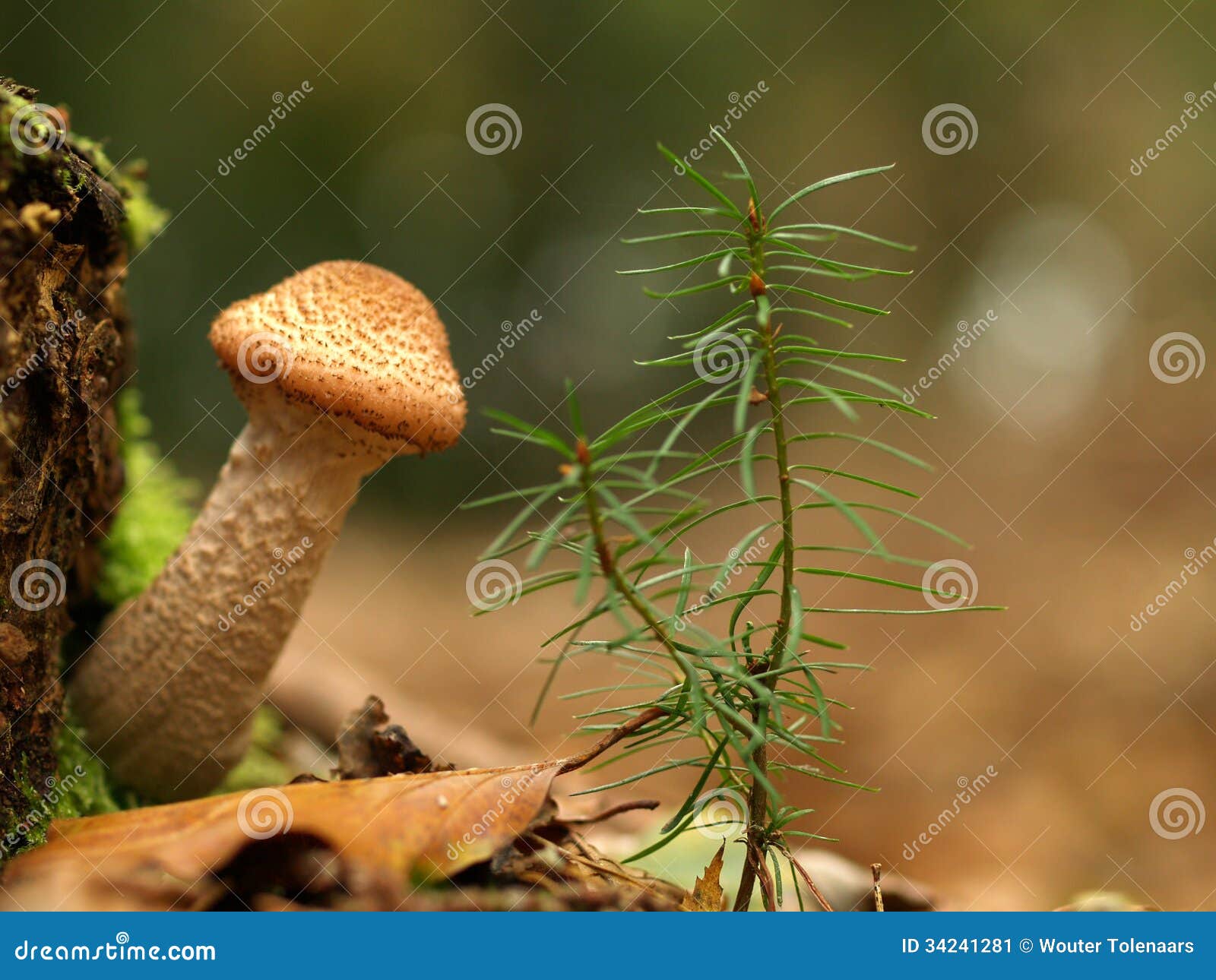 Toadstool next to a tree stock image. Image of colourful - 34241281