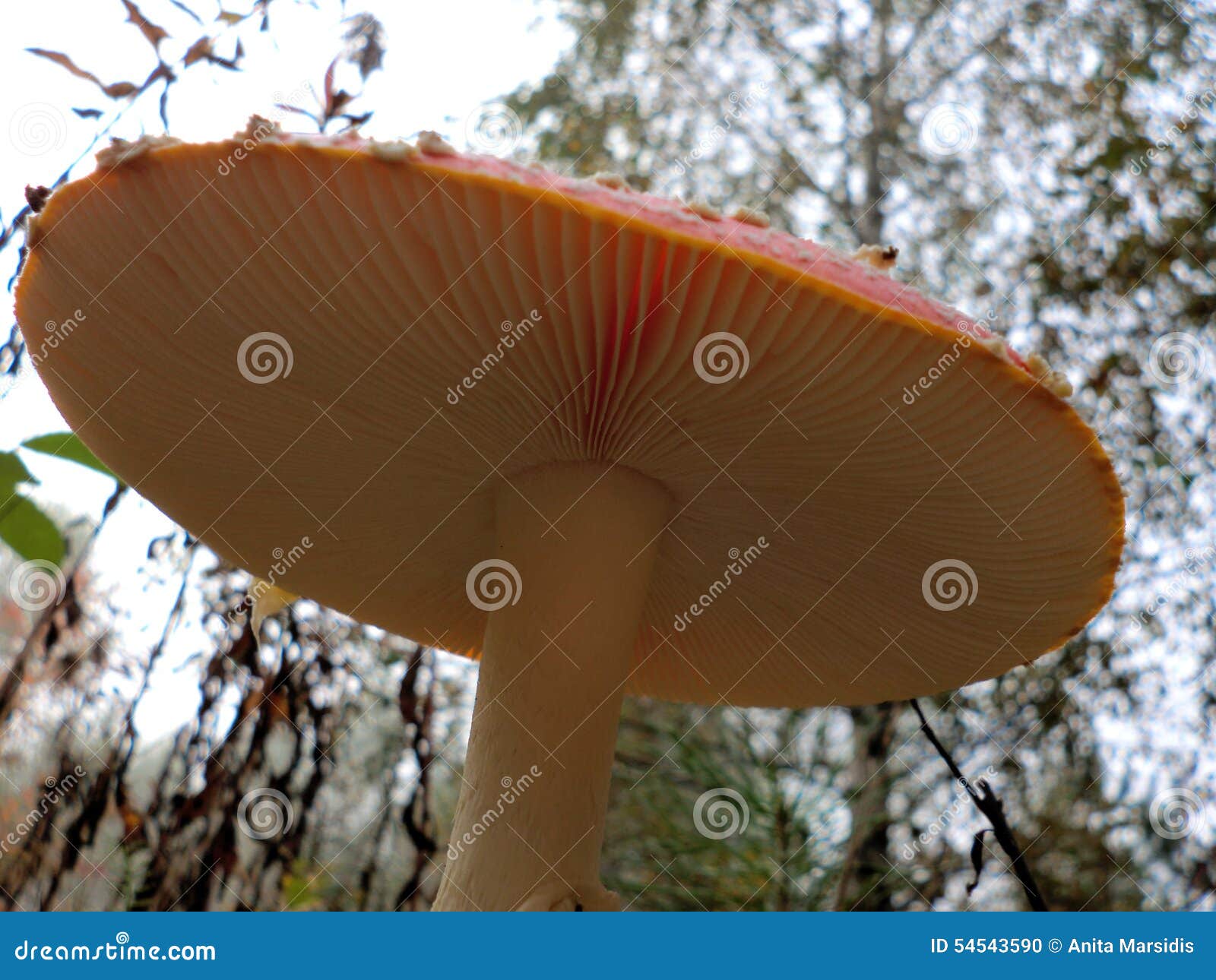 Toadstool open cap stock photo. Image of view, dots, underneath - 54543590