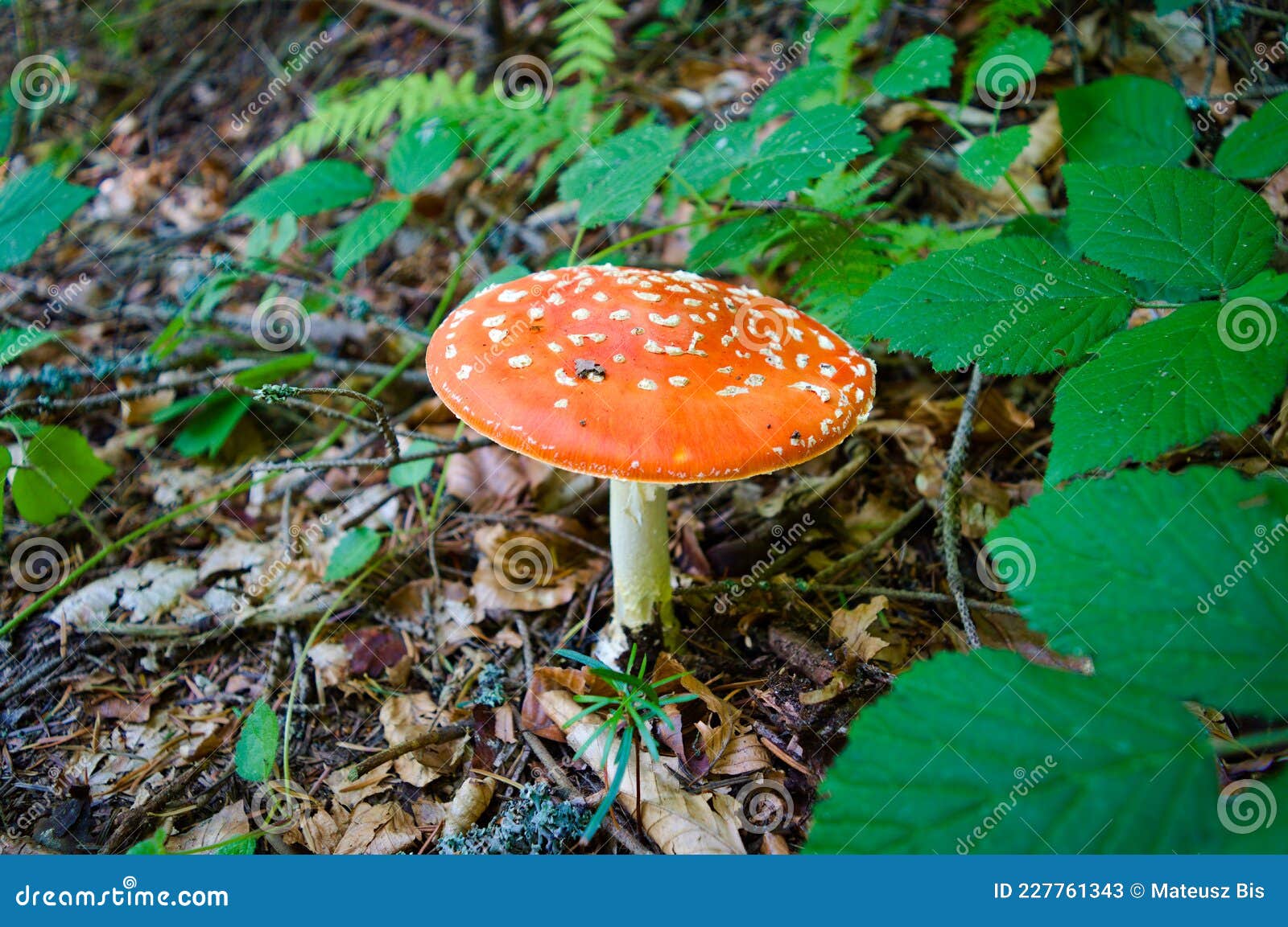 The toadstool stock image. Image of nature, toadstool - 227761343