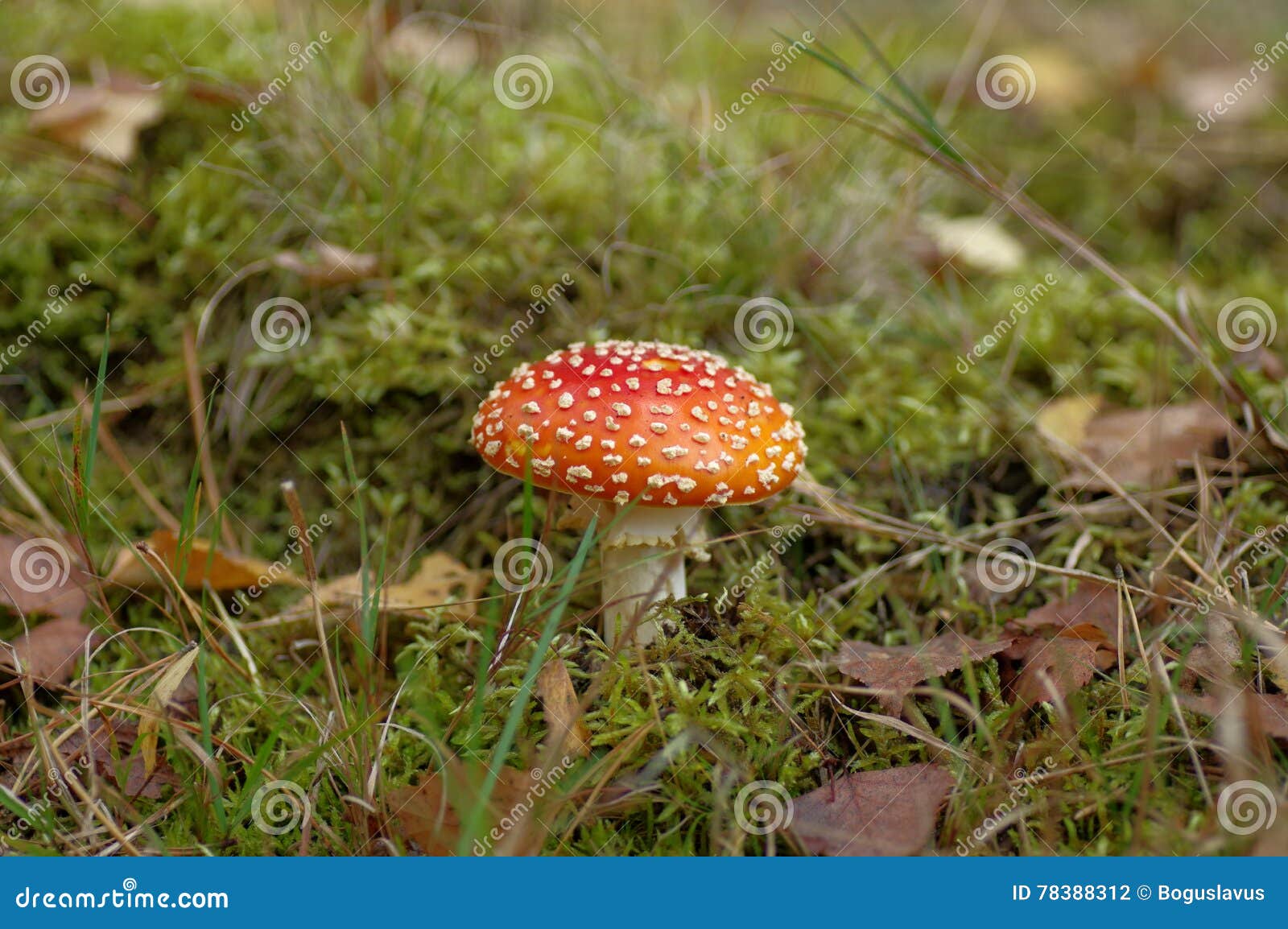 Toadstool. stock photo. Image of natural, plant, litter - 78388312