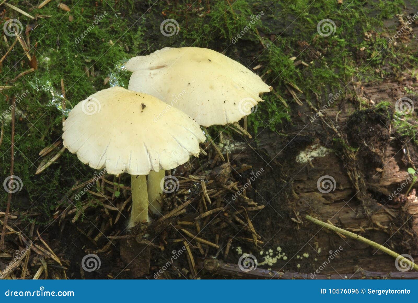 Toadstool, Poisonous Fungus Stock Photo - Image of natural, macro: 10576096