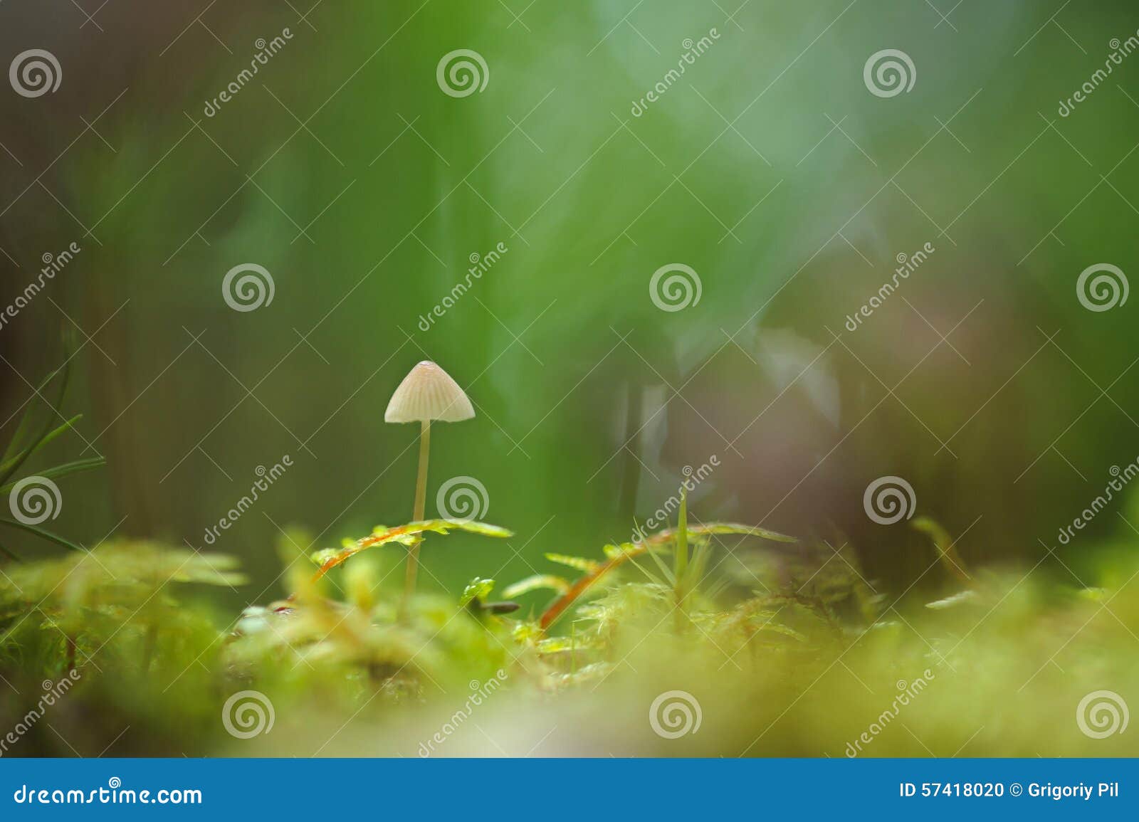 Toadstool stock photo. Image of forest, fungi, green - 57418020