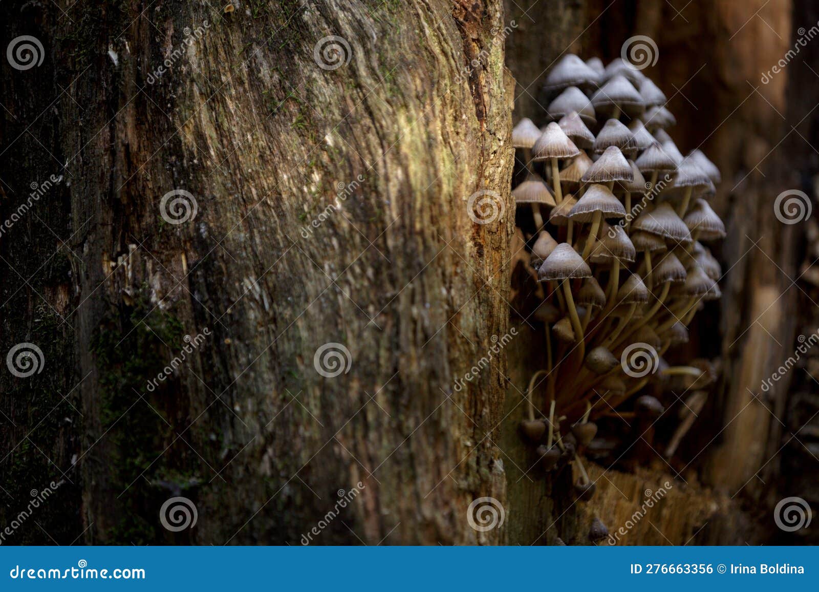 Toadstool, Poisonous Mushroom. Forest Mushrooms on a Rotting Tree Trunk ...