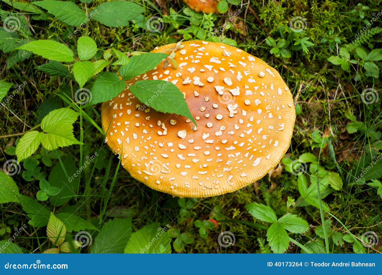 Toadstool stock photo. Image of reaction, macro, fairy - 40173264