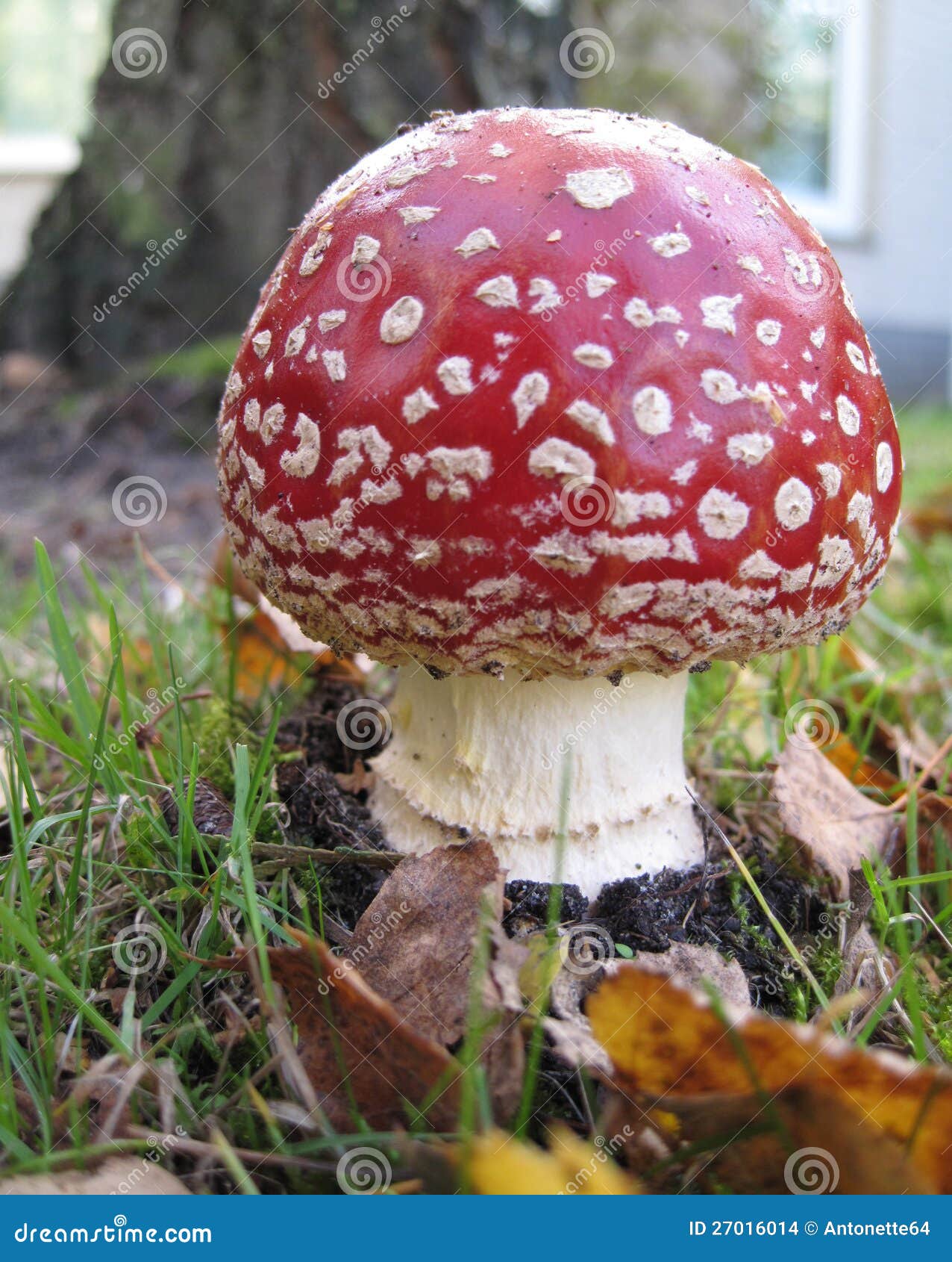 Toadstool Red with White Mushroom Stock Photo - Image of fungus ...
