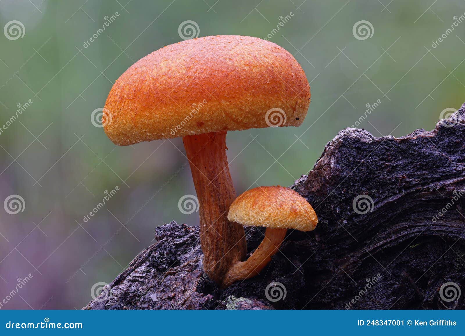 Toadstool on rotting log stock image. Image of toadstool - 248347001