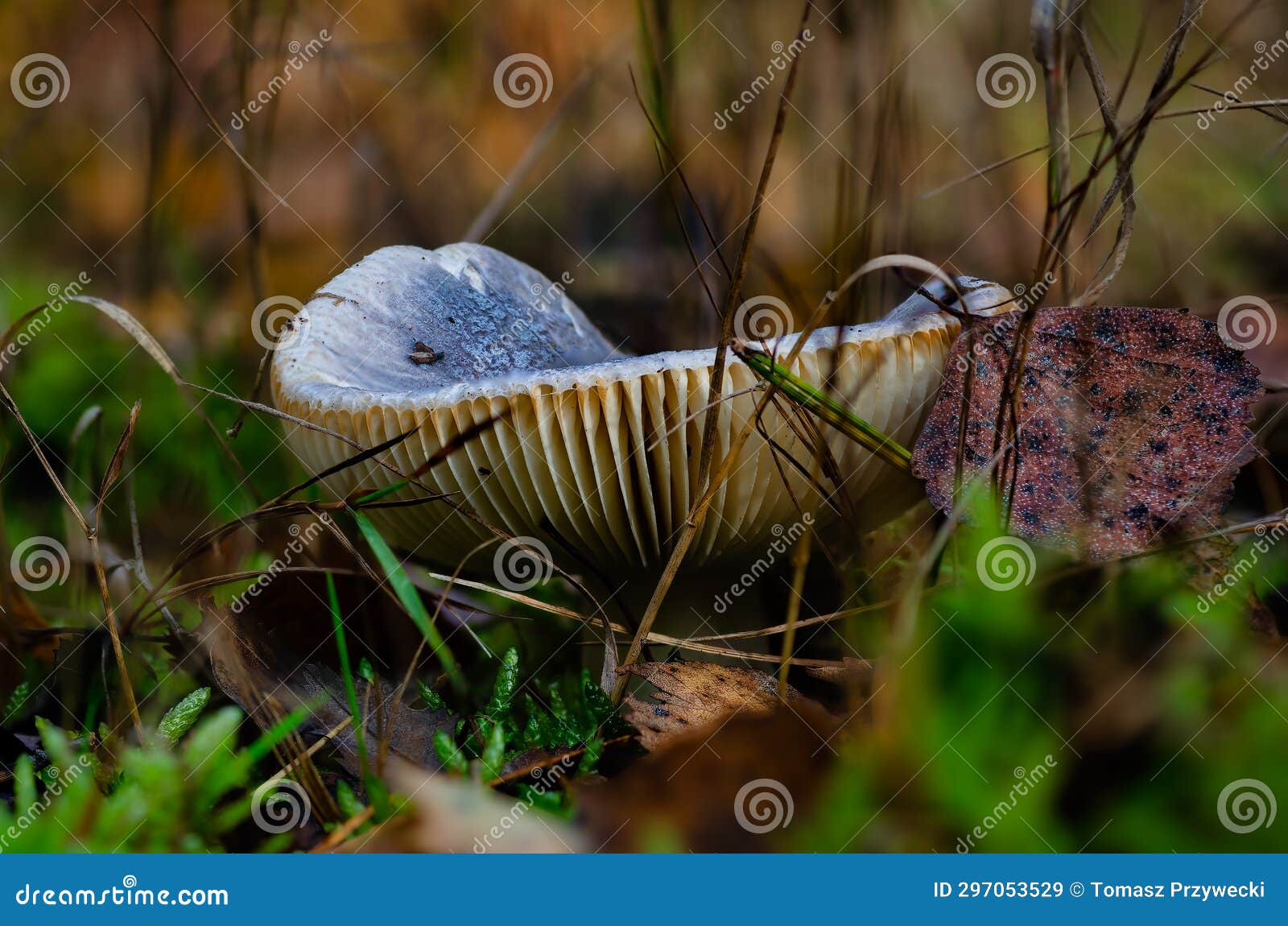 Toadstool in a Sad Blue Color Stock Image - Image of orange, color ...