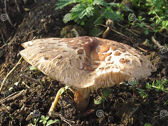 Toadstool stock image. Image of closeup, earth, weeds - 35674269