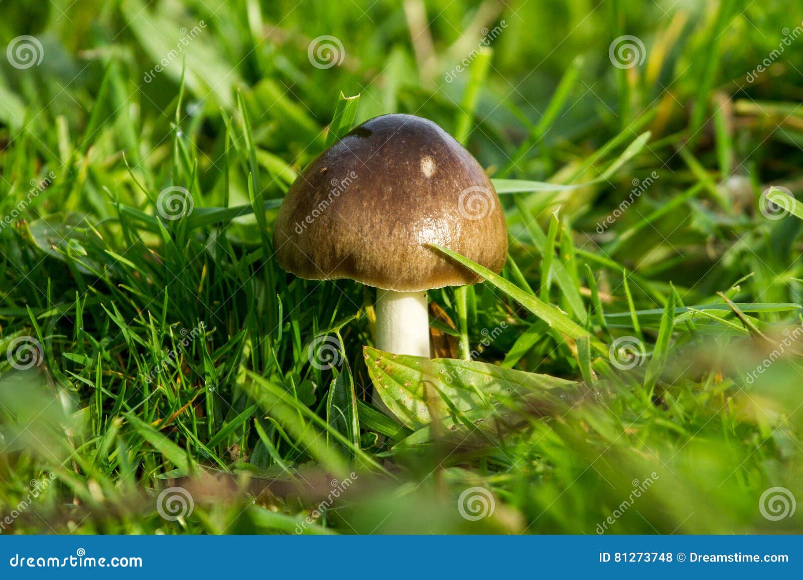 TOADSTOOL stock photo. Image of enjoying, little, early - 81273748