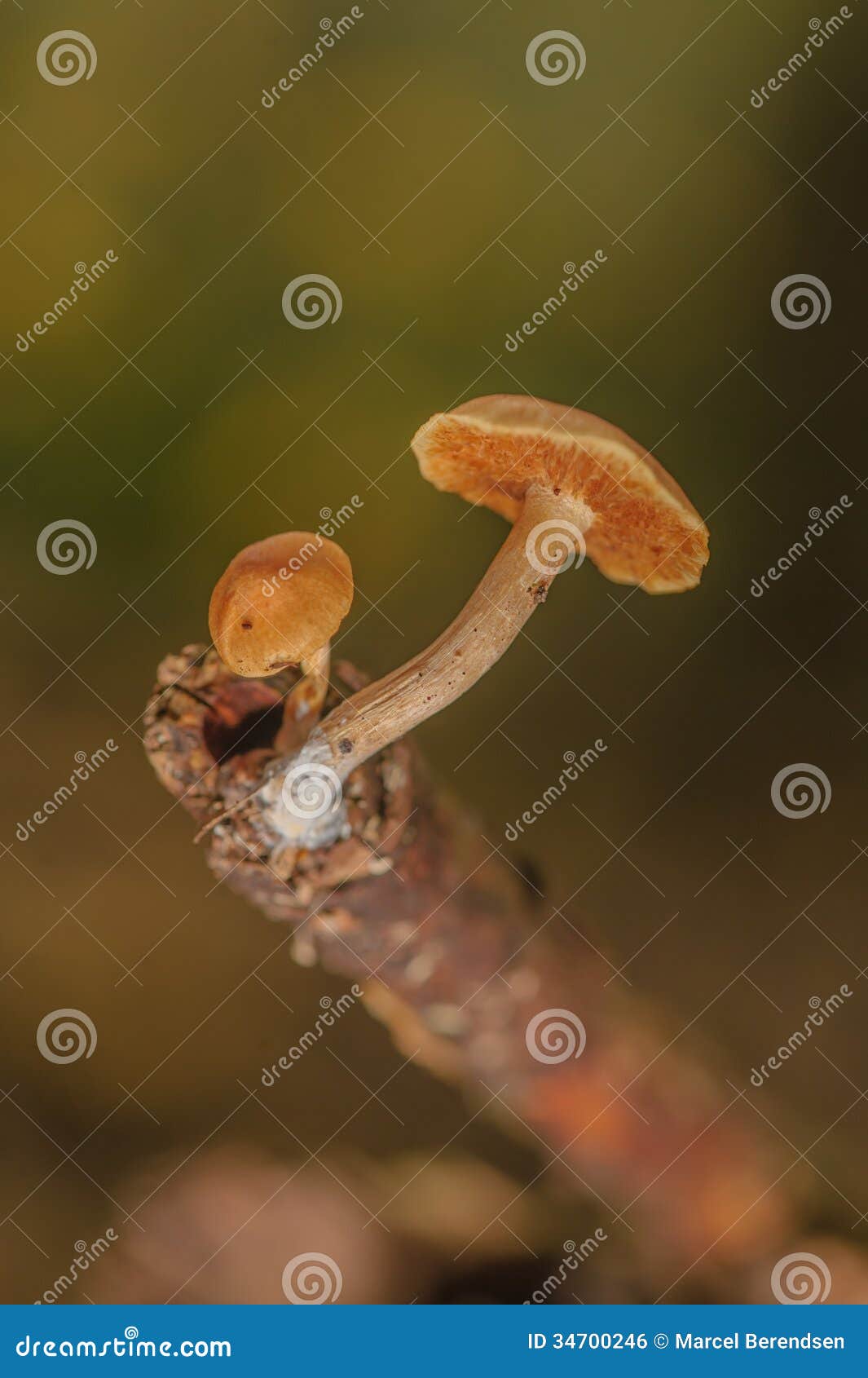 Toadstool stock photo. Image of fungi, season, mushroom - 34700246
