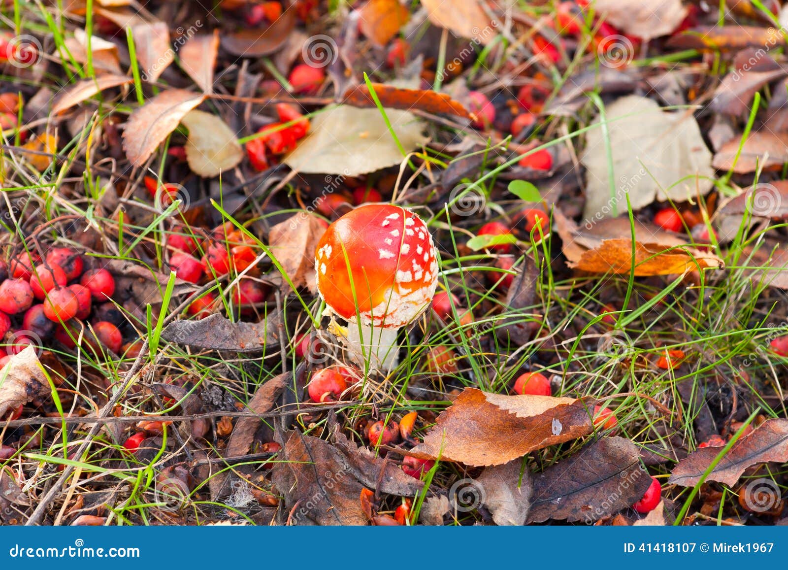 Toadstool stock image. Image of maay, muchomor, color - 41418107