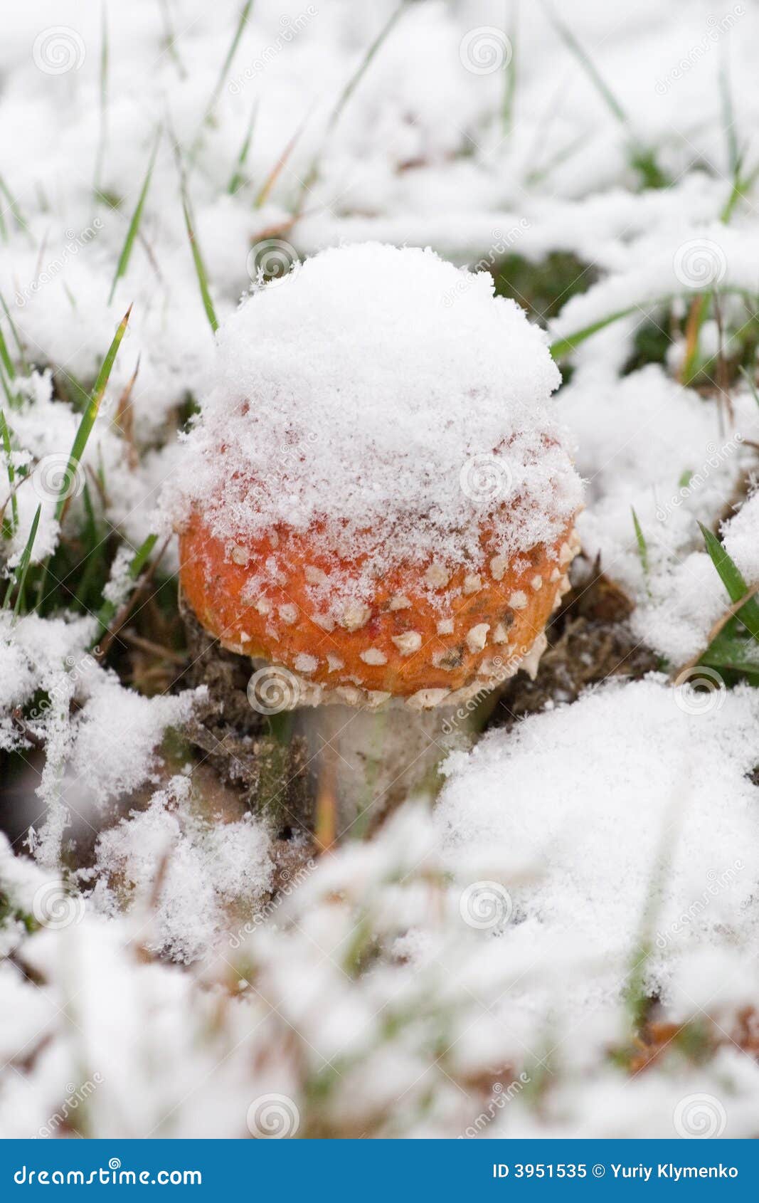 Toadstool in snow stock image. Image of grass, agaric - 3951535