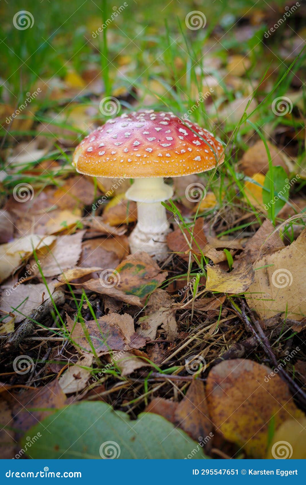 A Toadstool Stands on the Meadow Surrounded by Autumn Leaves Stock ...