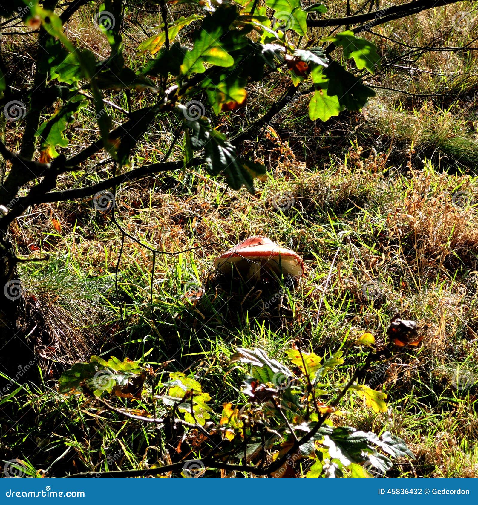 Toadstool in the Sun. stock photo. Image of shinning - 45836432