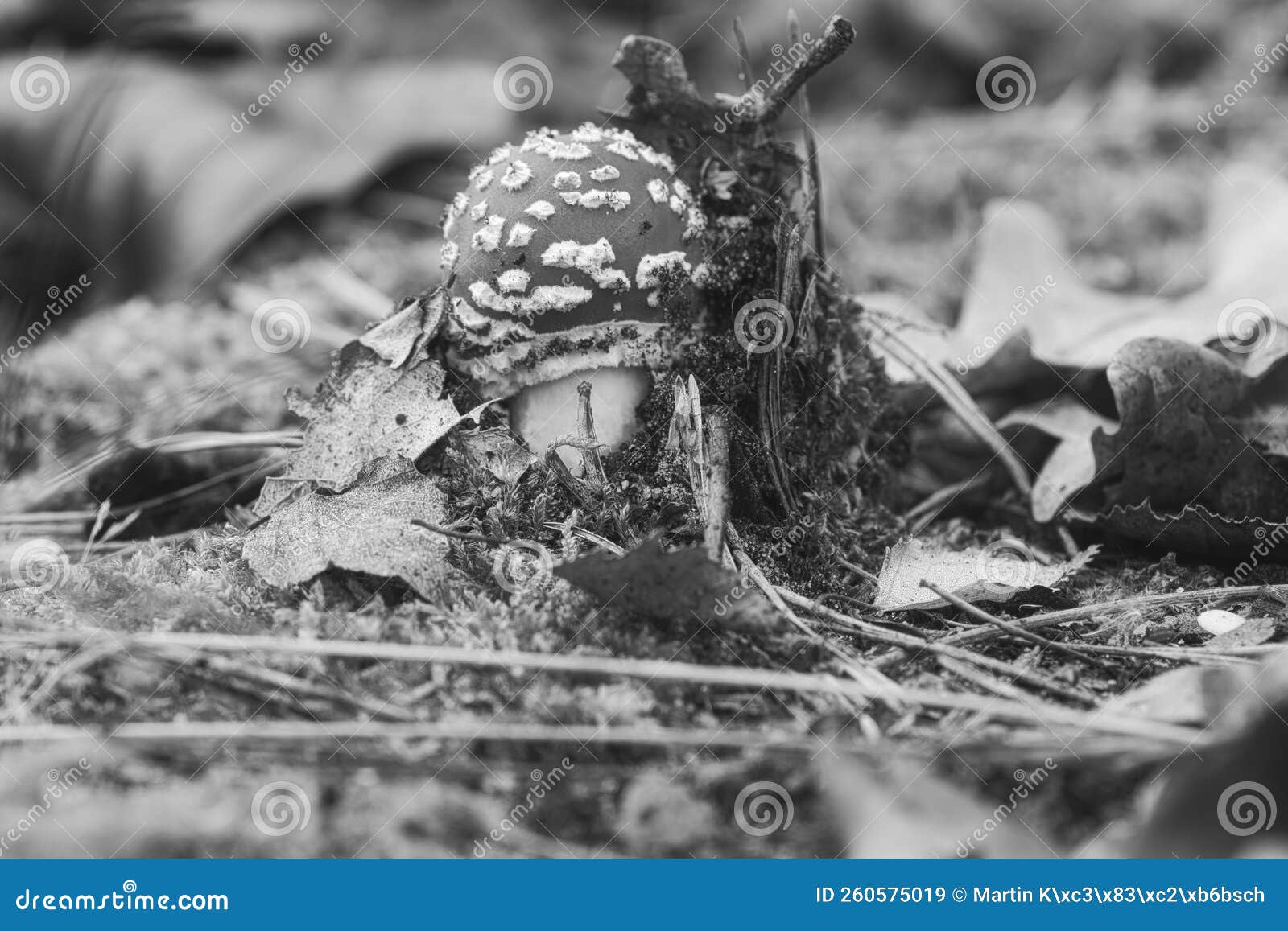 Toadstool Taken in Black and White, on the Ground of a Coniferous ...
