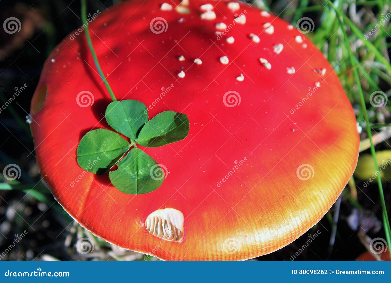 Toadstool talisman stock photo. Image of spoliation, luck - 80098262