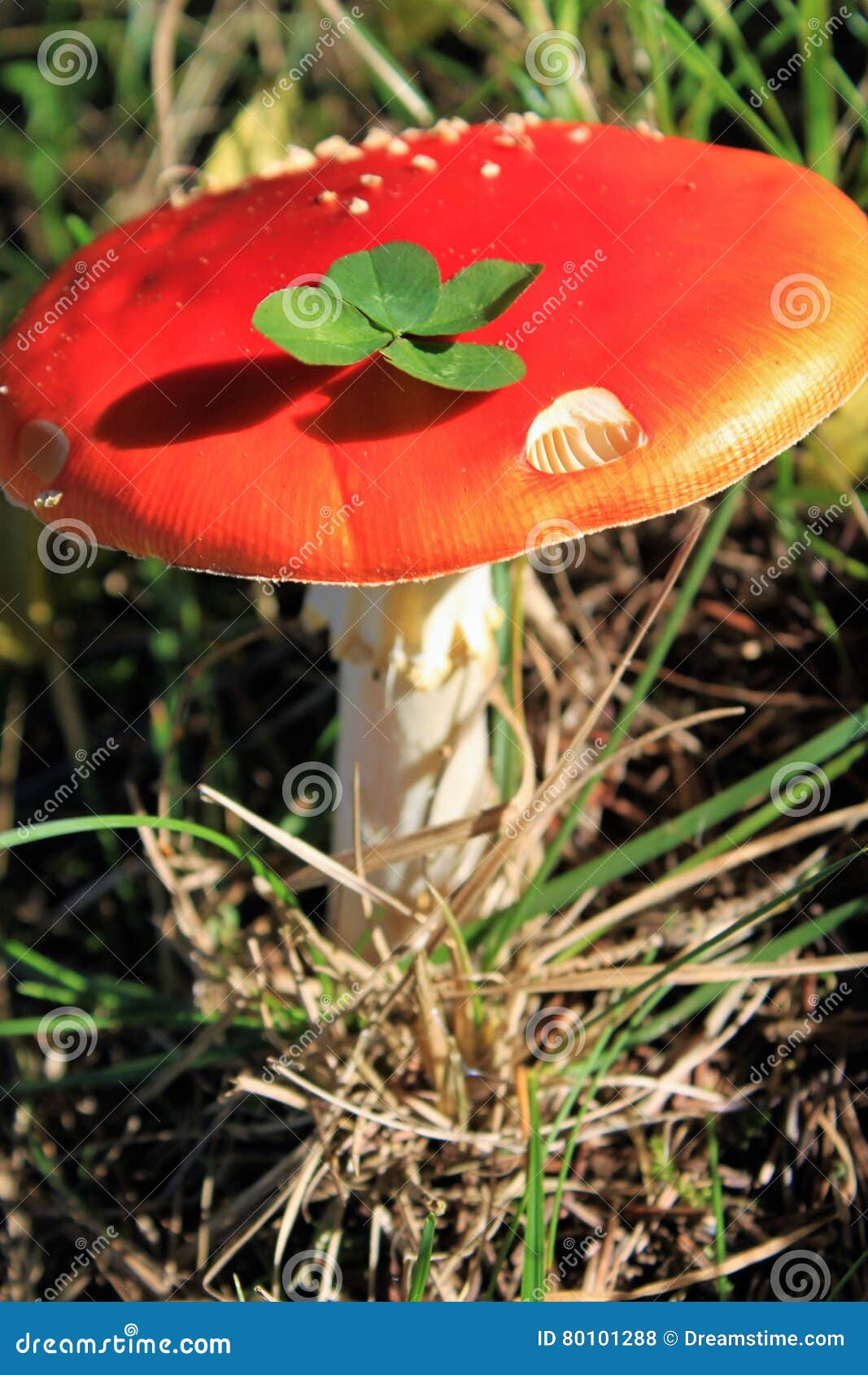 Toadstool talisman stock photo. Image of forest, dots - 80101288