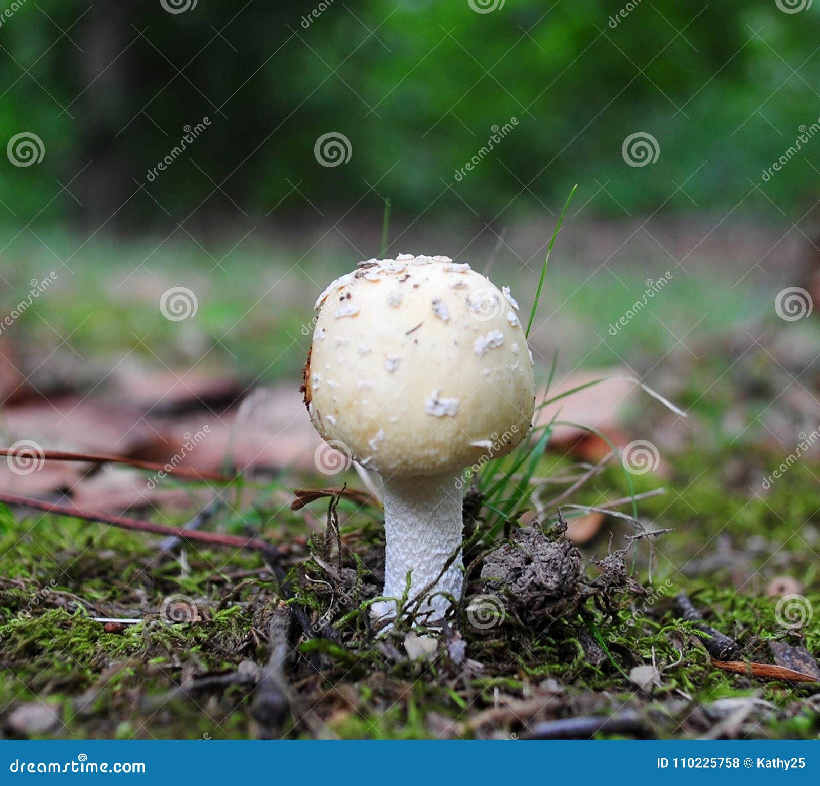 Toadstool stock photo. Image of toad, umbrella, beige - 110225758