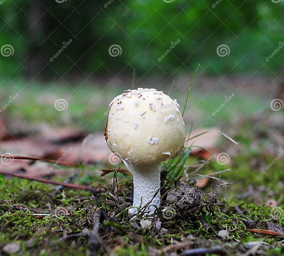 Toadstool stock photo. Image of toad, umbrella, beige - 110225758