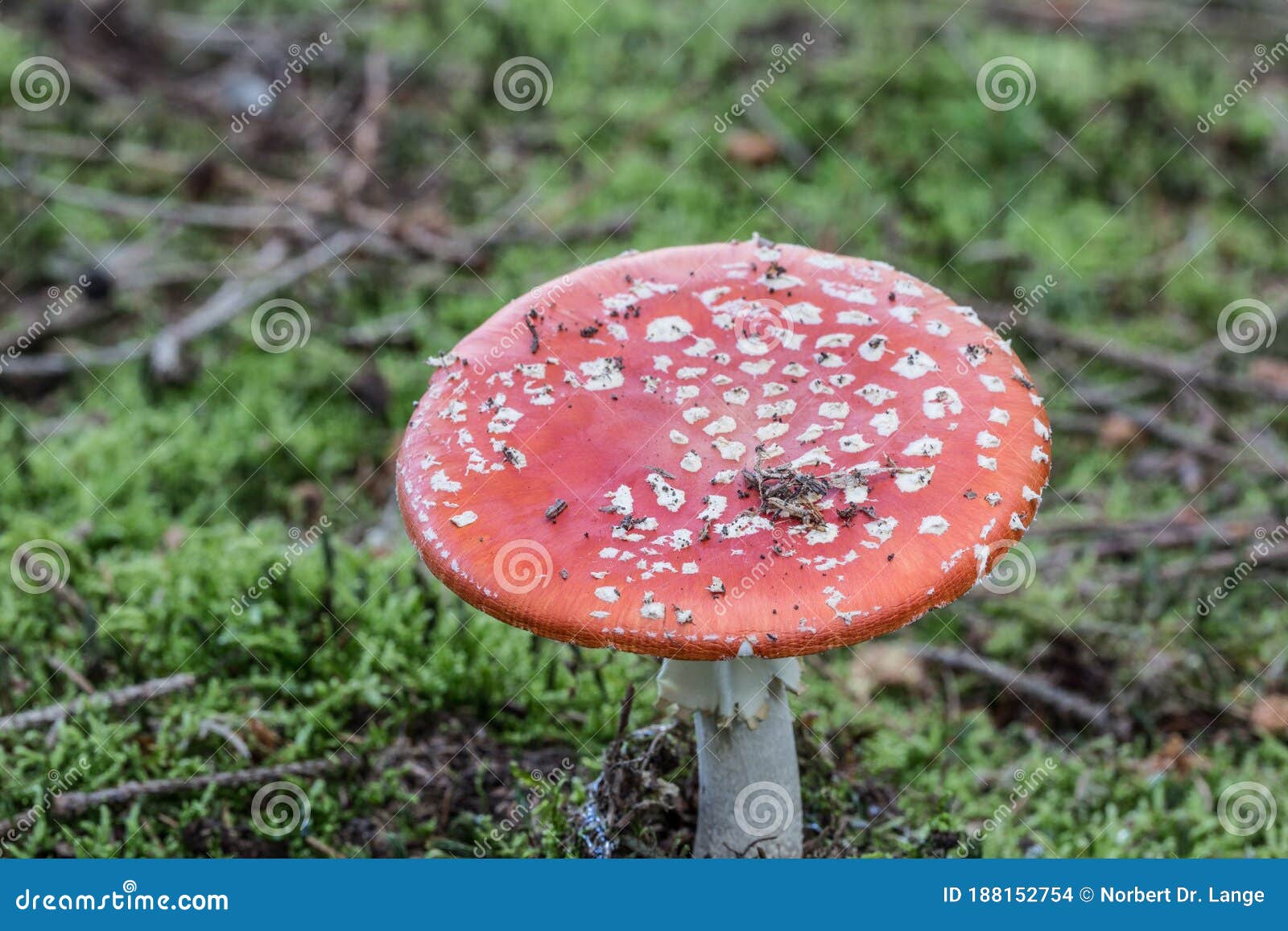 Toadstool Toadstool in the Forest Stock Photo - Image of moss, floor ...