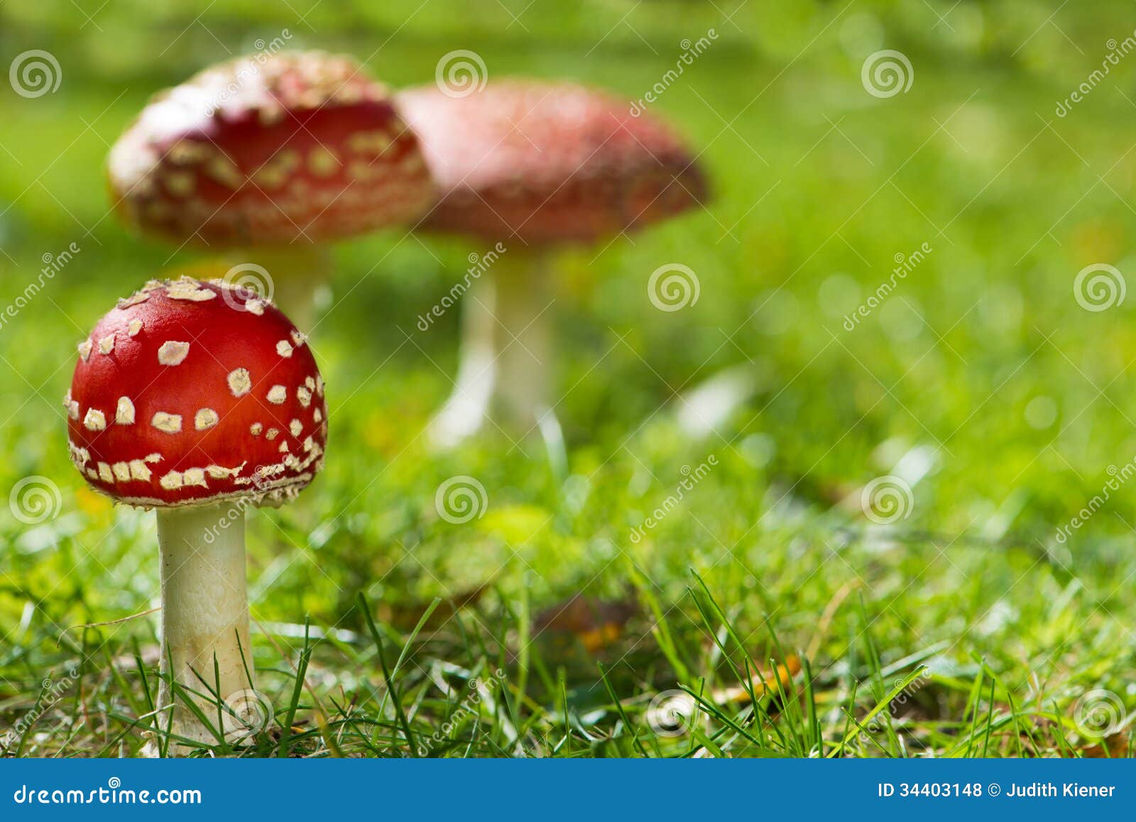 Toadstool stock photo. Image of toxic, mushrooms, forest - 34403148