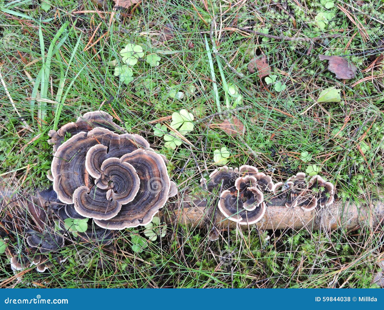 Toadstool on tree branch stock photo. Image of grass - 59844038
